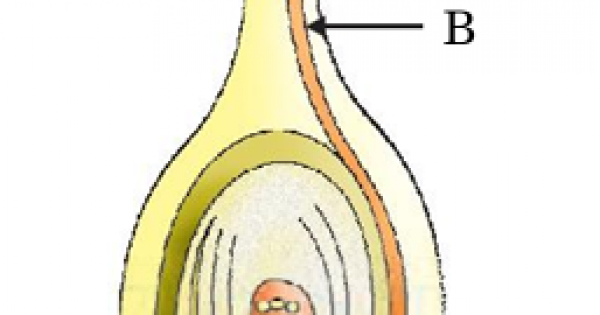 I Differentiate Between Self Pollination And Cross Pollination Ii 9033