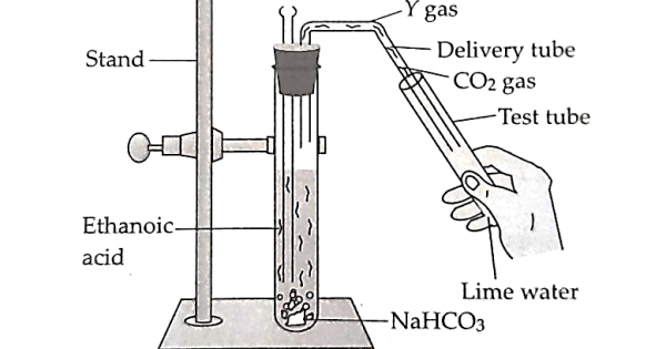 Rakvi performed an activity by taking ethanoic acid and sodium hydrogen ...